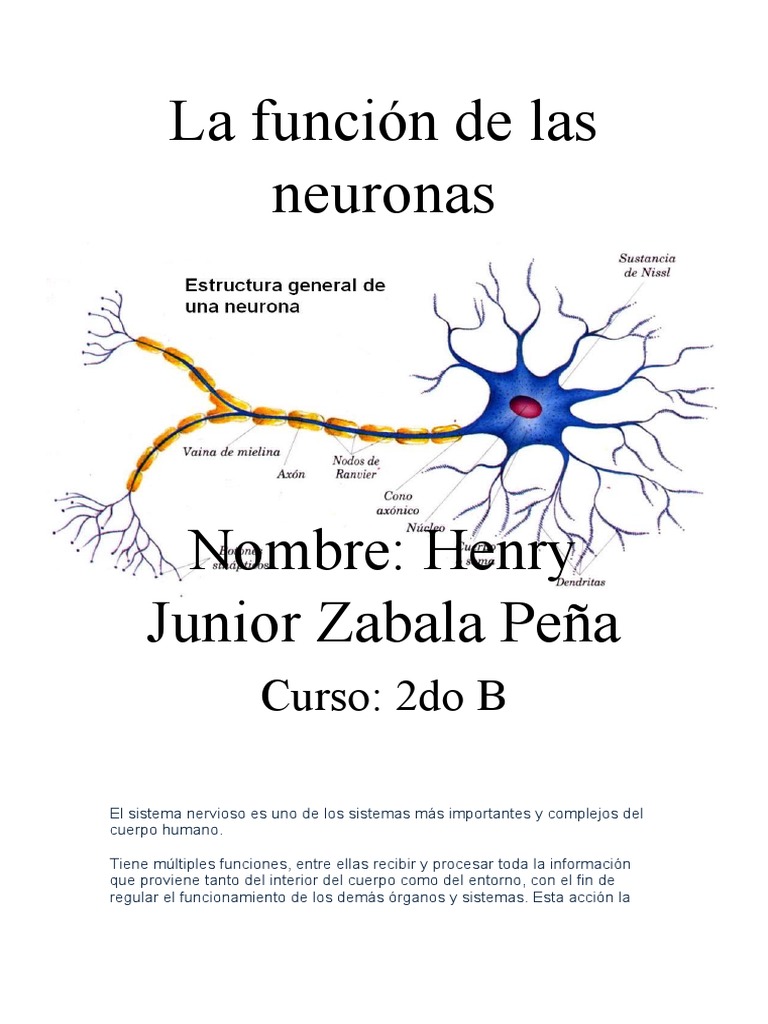 La Función de Las Neuronas | PDF | Sistema nervioso central | Neurona