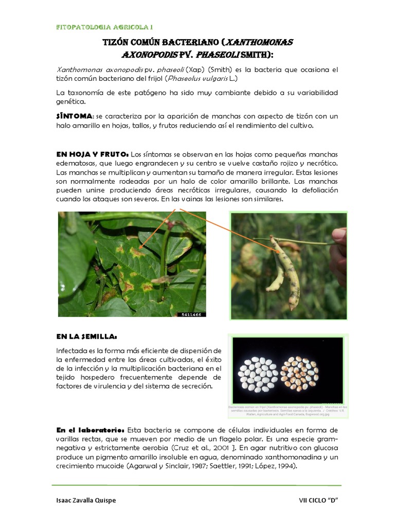 Tizón Común Bacteriano - en Frijol | PDF | Las bacterias | Patologia de ...