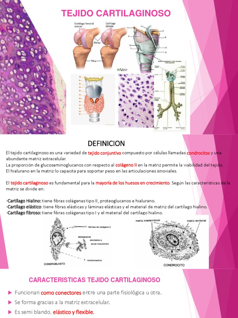 Tejido Cartilaginoso | PDF | Cartílago | Articulación