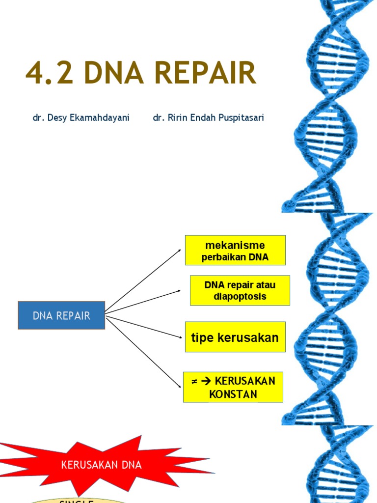 Dna Repair | PDF