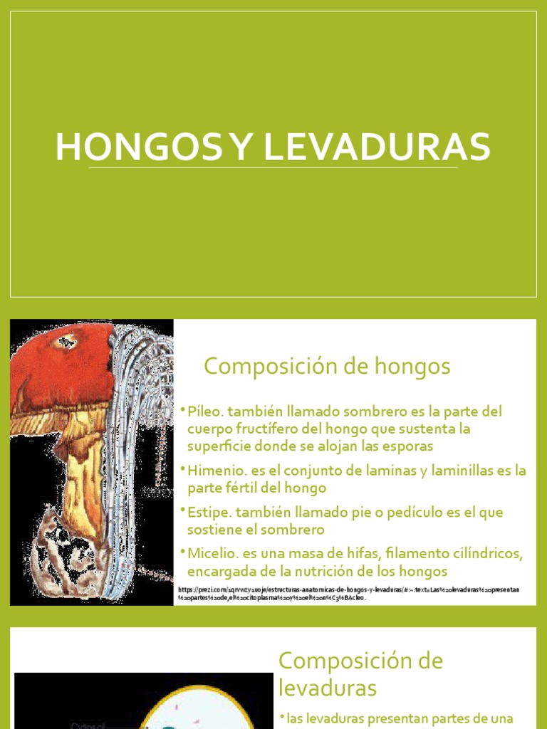 Hongos y Levaduras | PDF