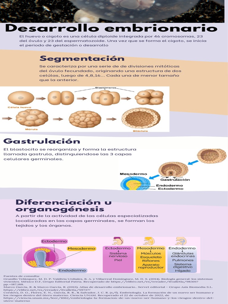 Infografía DesarrolloEmbrionario | PDF