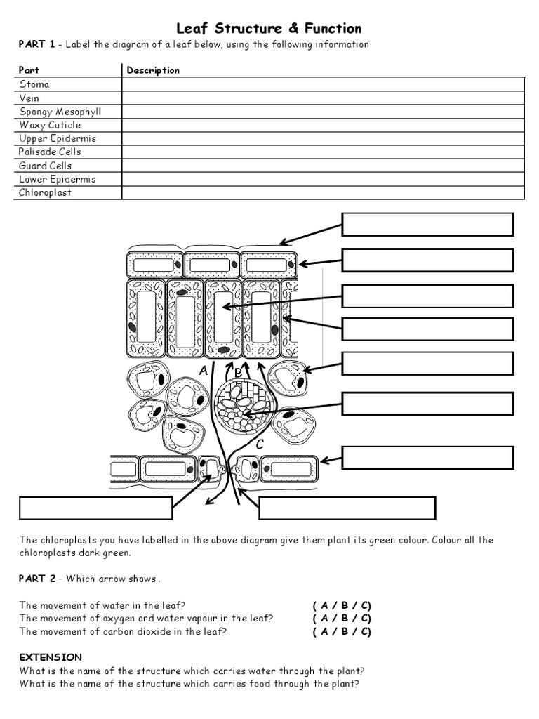 Leaf Structure Worksheet | PDF