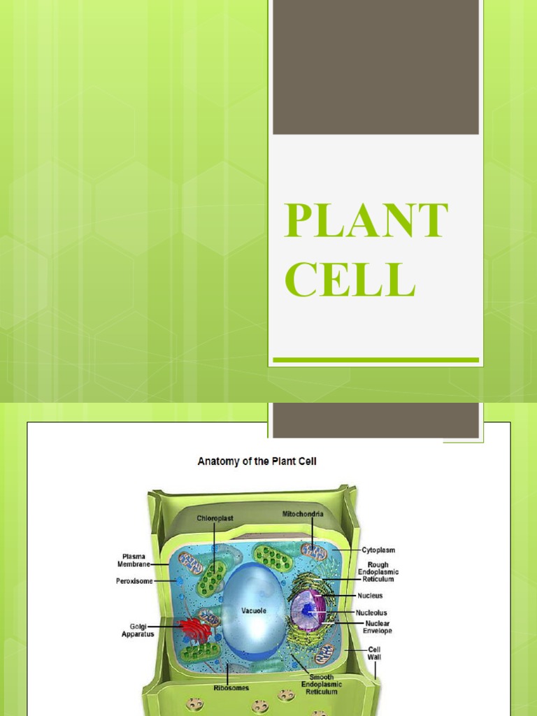 Plant Cell | PDF | Cell (Biology) | Chloroplast