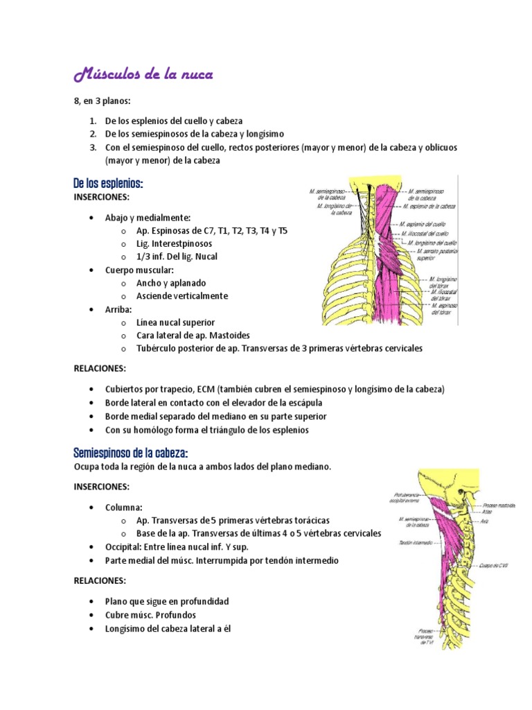 Anatomía de los músculos de la nuca | PDF | Sistema musculoesquelético ...
