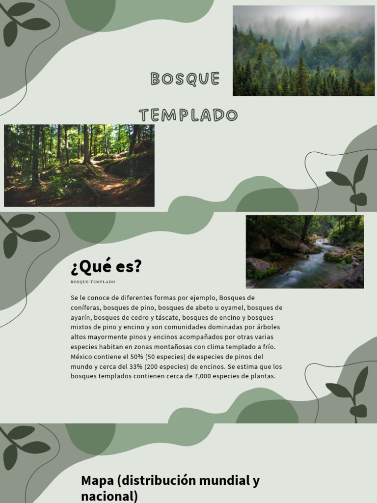 Presentación de Ecología Bosque Templado-2 | PDF | Los bosques | Clima templado