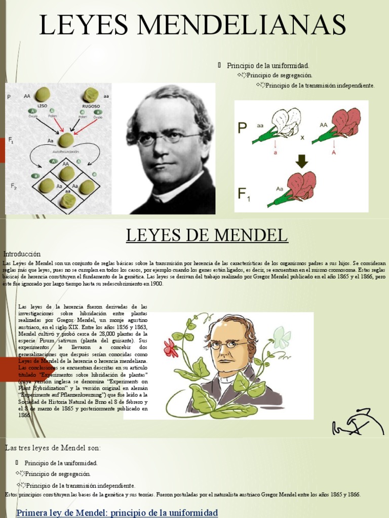 Ley de Mendel | PDF | Dominancia (Genética) | Alelo