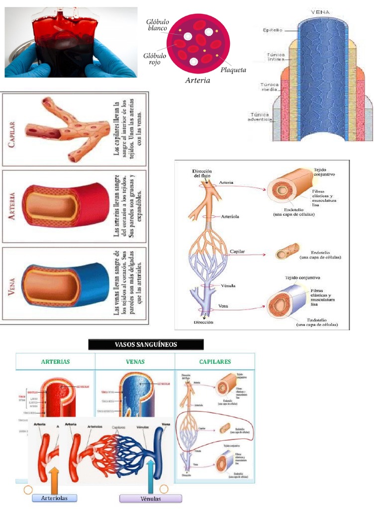 Estructura Cardiaca | PDF