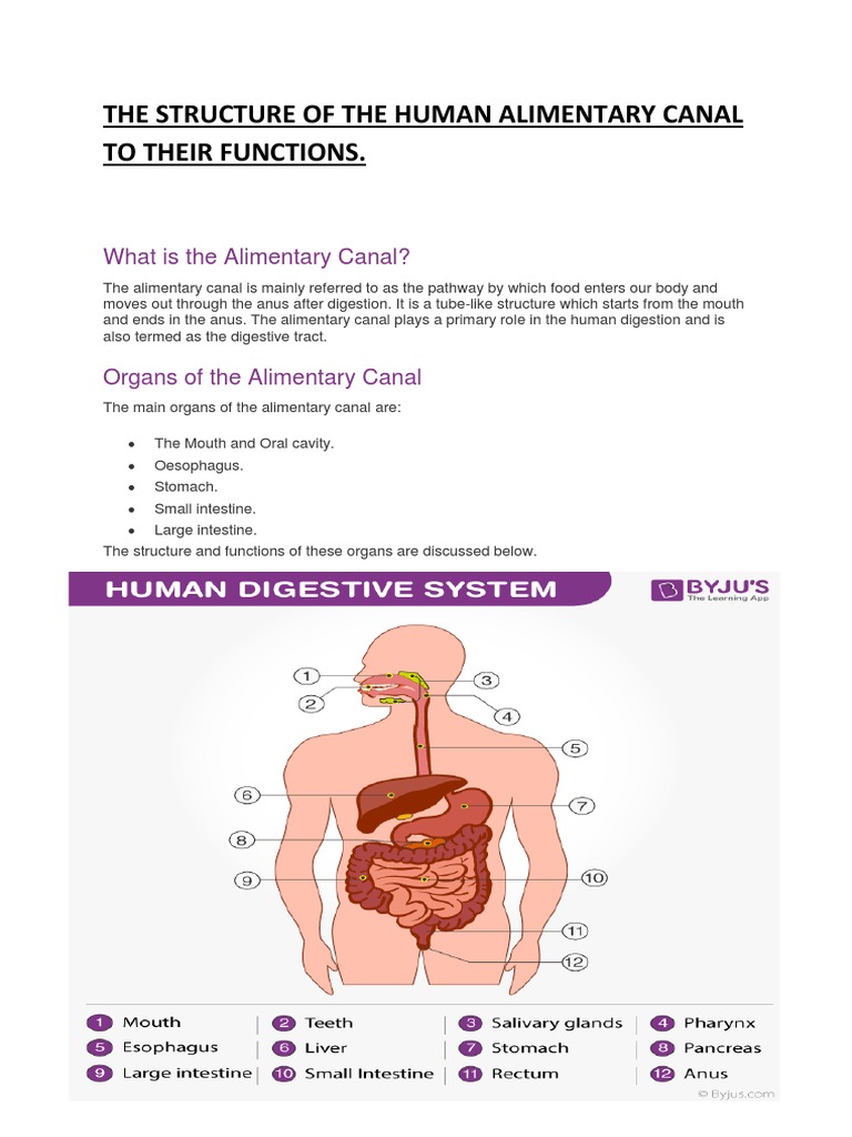 Human Alimentary Canal Overview | PDF | Gastrointestinal Tract | Mouth