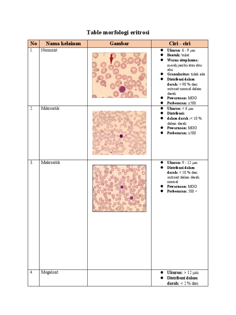 Table Morfologi Eritrosit Hematologi | PDF