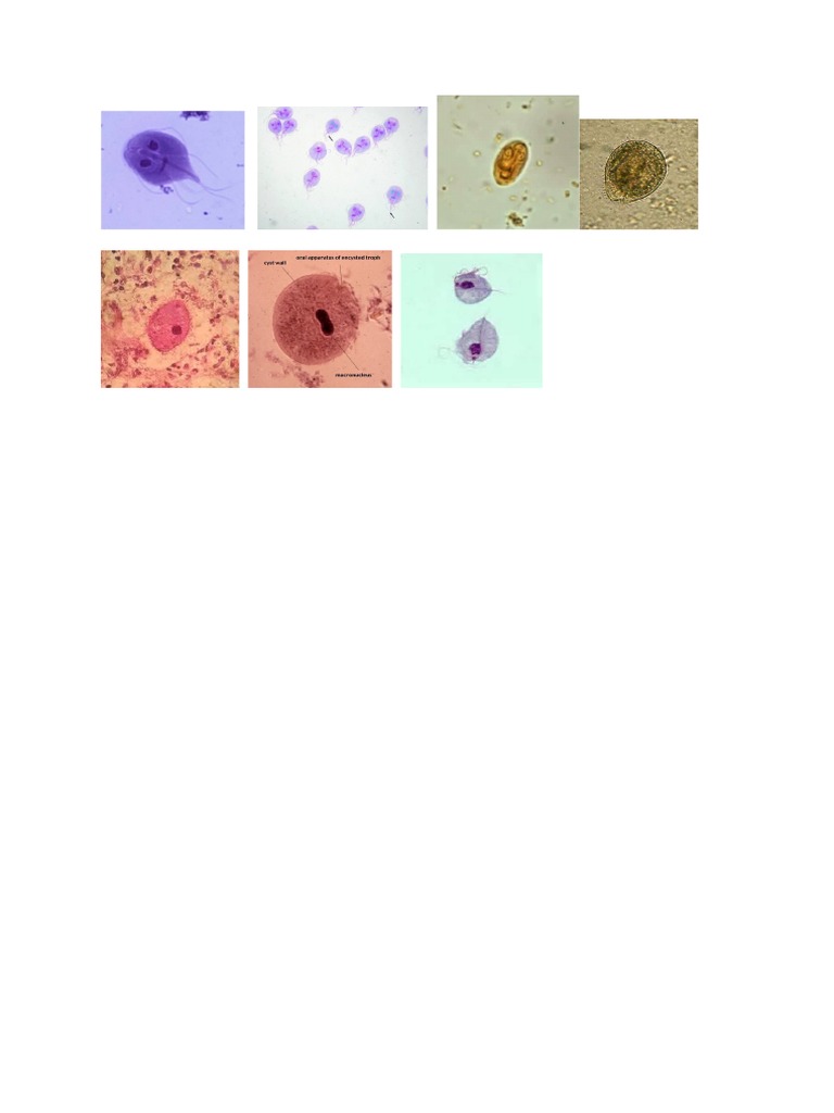 Parasitologi | PDF