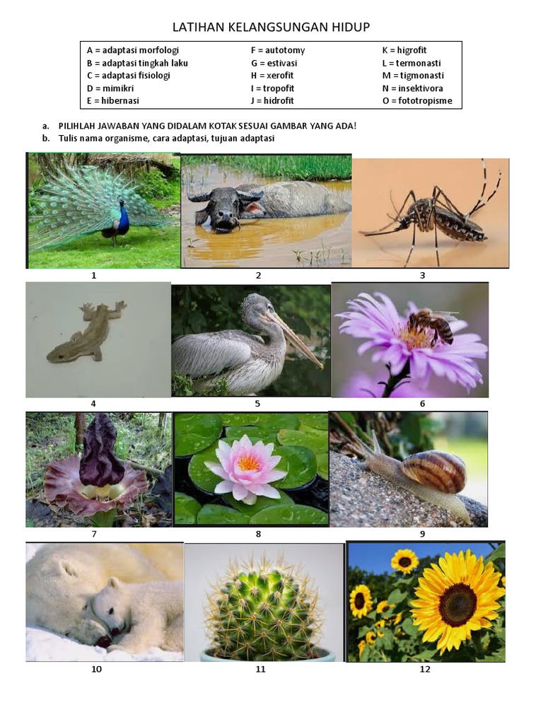 Latihan Kelangsungan Hidup | PDF