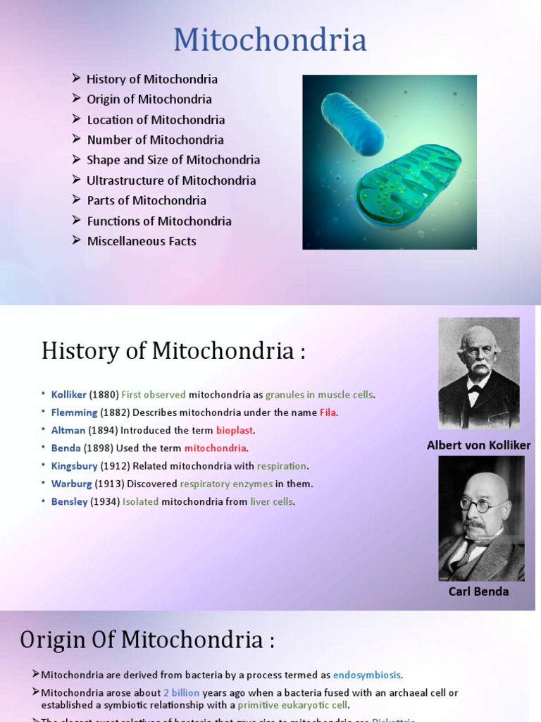 History and Functions of Mitochondria | PDF | Mitochondrion | Cell Membrane