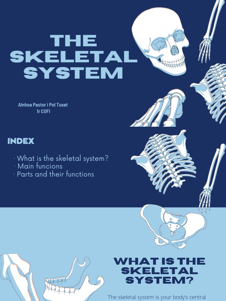 The Skeletal System: A Concise Overview of the Framework that Enables ...