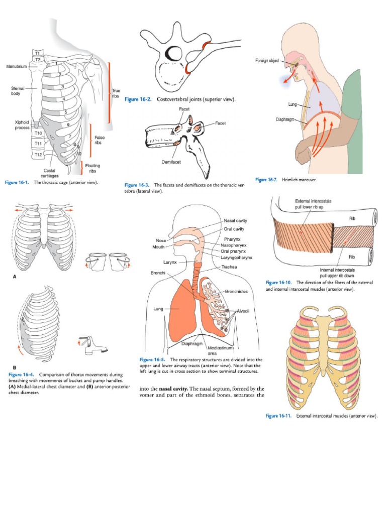 12 - Respiratory System | PDF 12 - Respiratory System | PDF