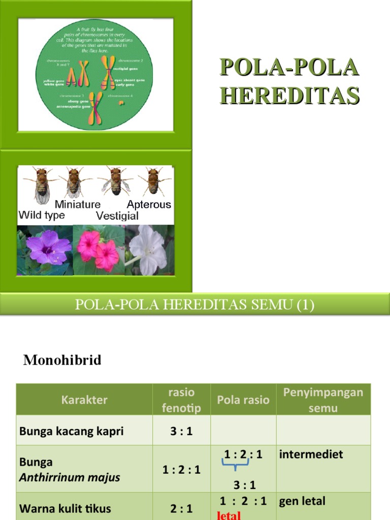Pola Hereditas dan Penyimpangan Genetik | PDF