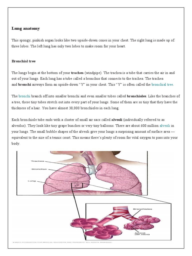 Understanding Lung Anatomy and Function | PDF
