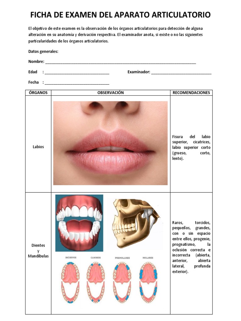 Examen del Aparato Articulatorio | PDF | Cabeza y cuello humanos ...