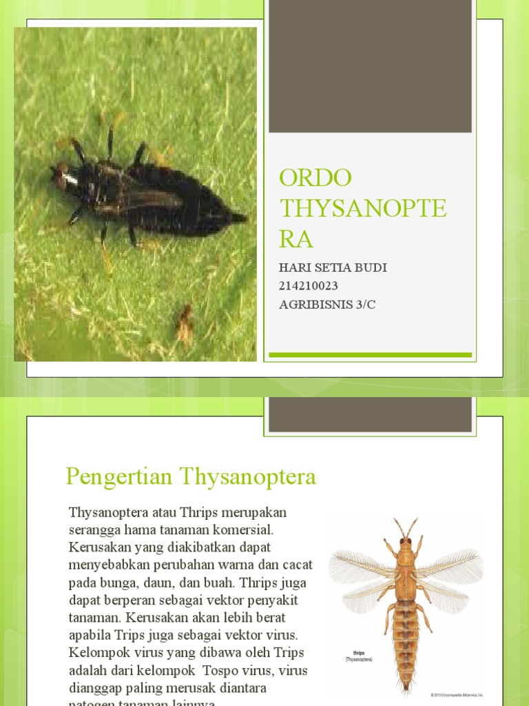Ordo Thysanoptera 1 | PDF