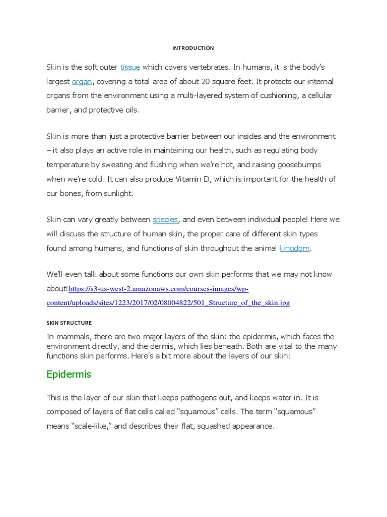 Skin | PDF | Skin | Epidermis
