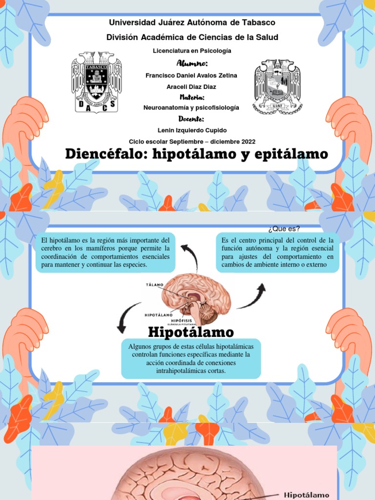 Funciones del Diencéfalo y Epitalamo | PDF | Hipotálamo | Neurociencia