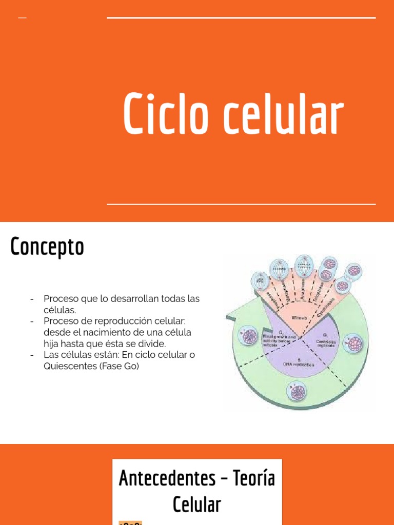Ciclo Celular | PDF | Mitosis | Ciclo celular