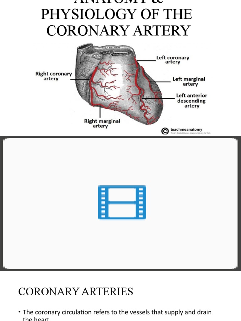Anatomy of The Coronary Artery 2 | PDF