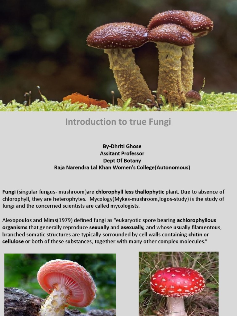 Introduction To True Fungi | PDF | Fungus | Symbiosis