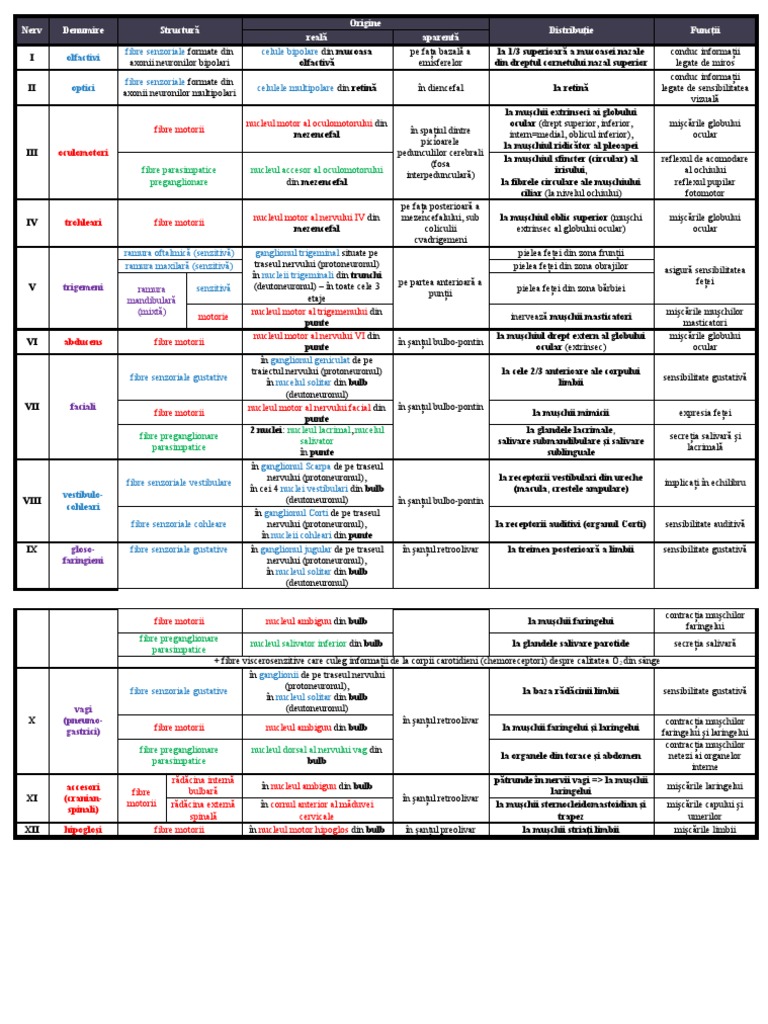 Nervii Cranieni - Tabel După Corint Cls XI | PDF