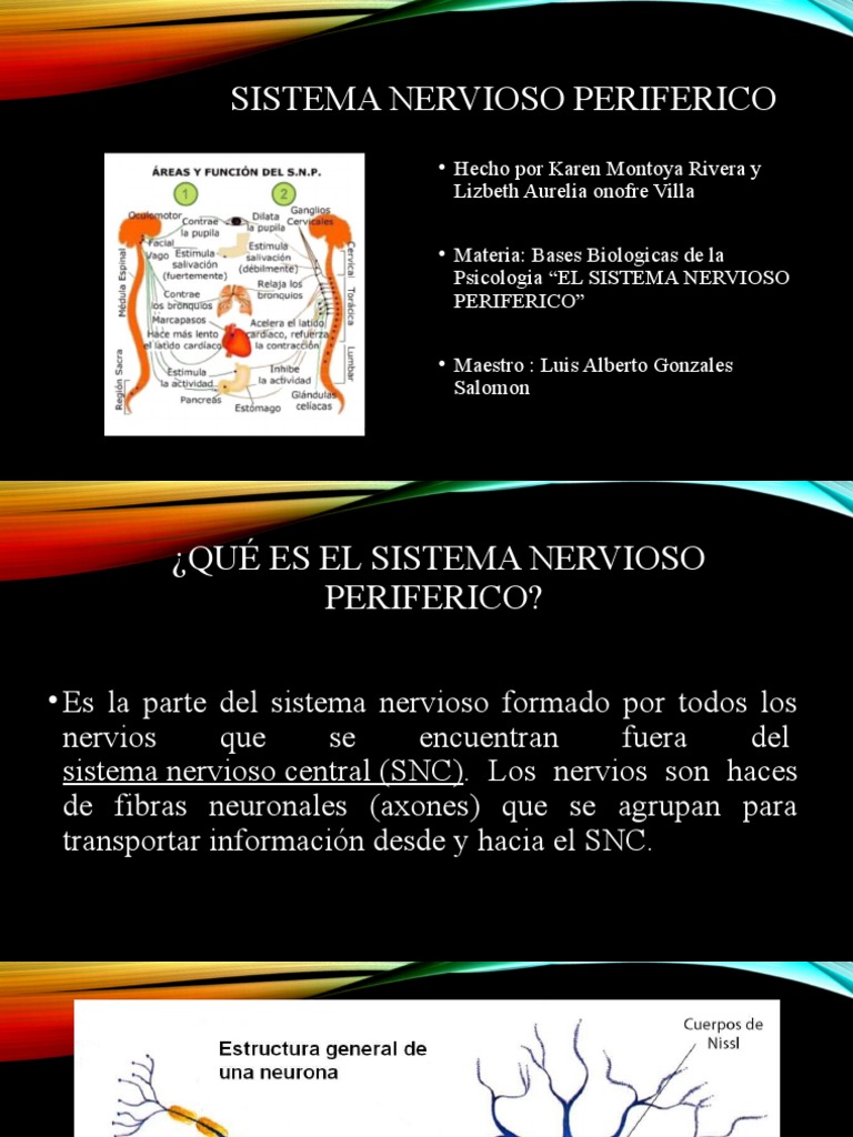 Sistema Nervioso Periférico | PDF | Sistema nervioso | Nervio