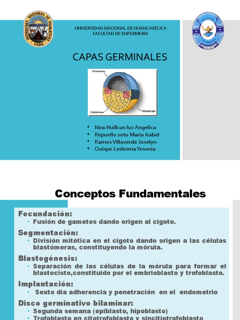 capas germinativas | PDF | Zoología | Anatomía