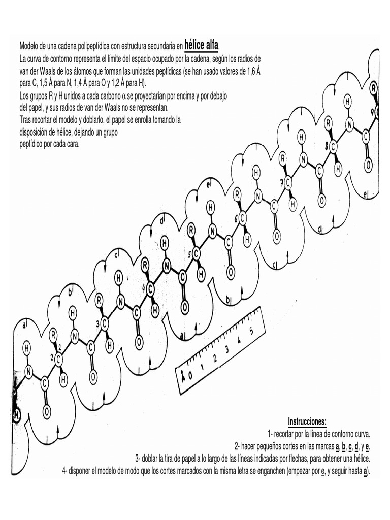 Hélice alfa y hoja plegada | PDF | Alpha Helix | Química Física