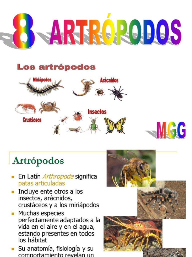 8- Artrópodos | PDF