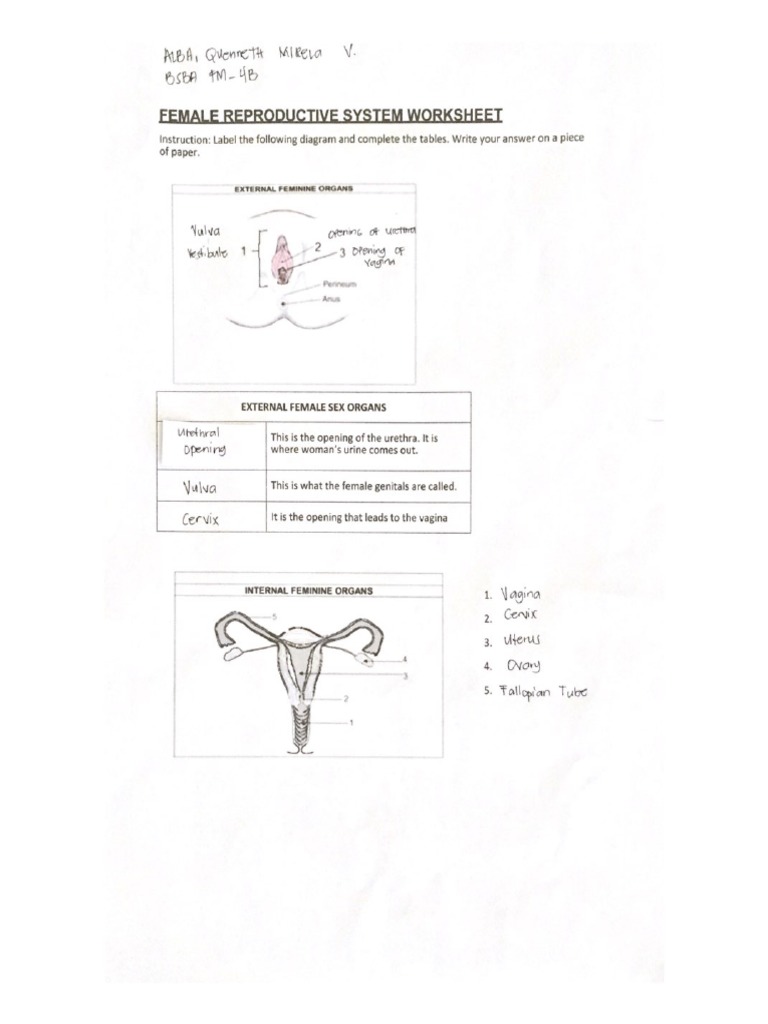 Female Reproductive System | PDF