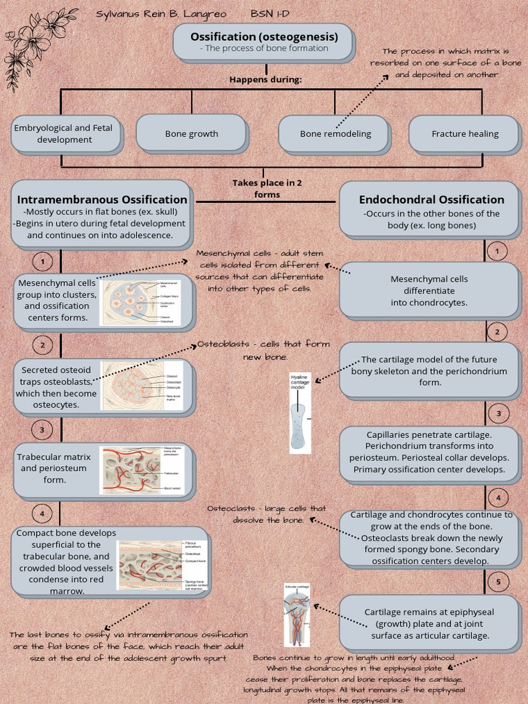 Concept Map of Bone Formation, Growth, and Remodelling | Download Free ...
