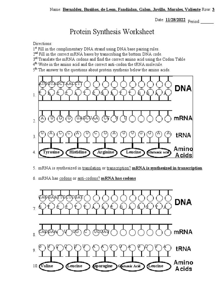Row 3 Protein Synthesis Worksheet | PDF | Translation (Biology ...
