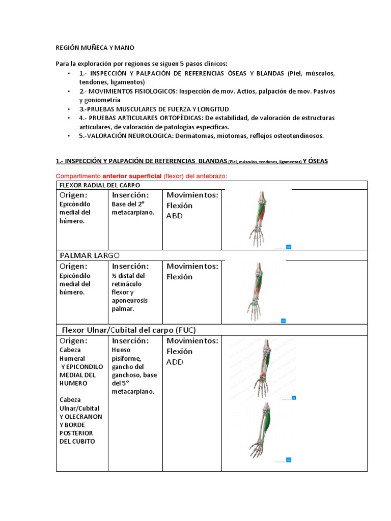 Signo de Phalen Invertido en Mano | PDF