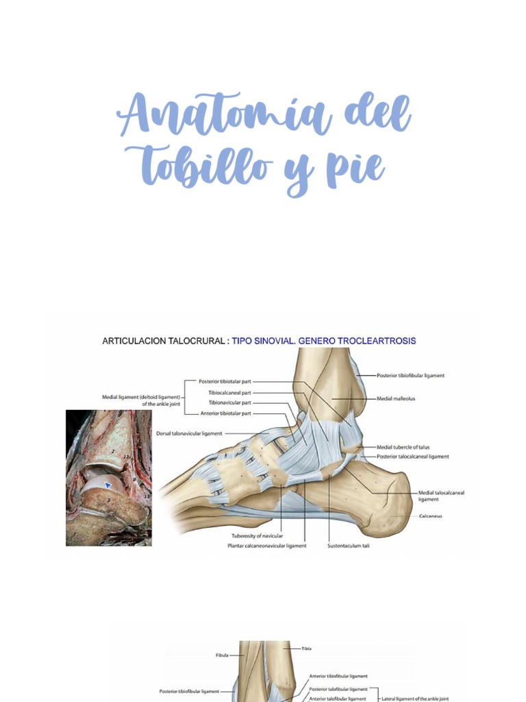 Anatomía Del Tobillo y Pie | PDF