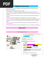 Región Labial de La Cara. | PDF | Labio | Anatomía humana