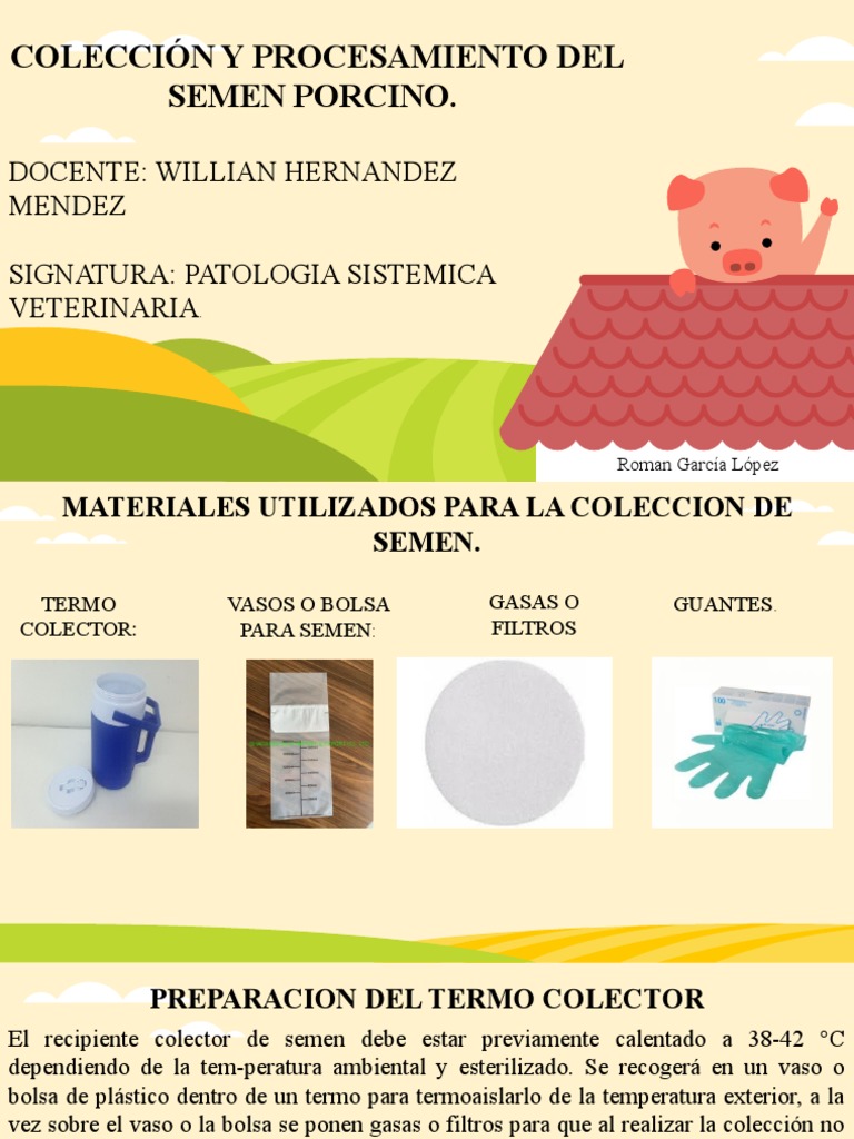 Coleccion y Procesamiento Del Semen Porcino | PDF | Semen | Eyaculación