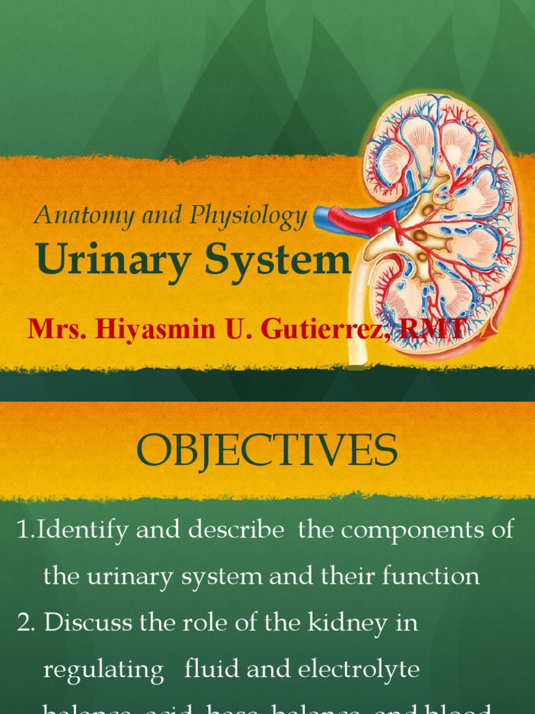 Urinary System | PDF | Kidney | Urinary System