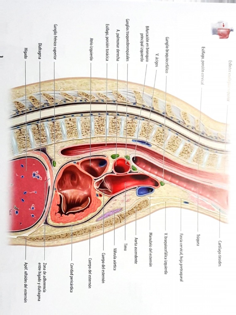 Fotos Prometheus 1 | PDF | Anatomía humana | Anatomia animal