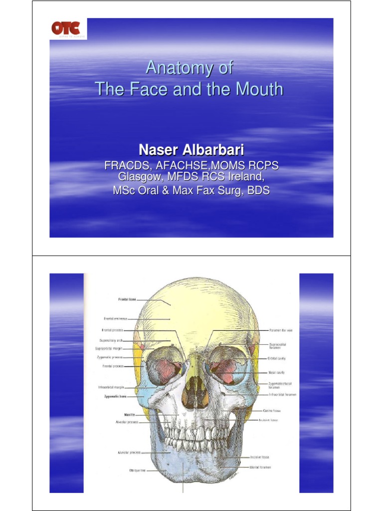 Anatomy of the Facial Structures | PDF | Common Carotid Artery | Neck