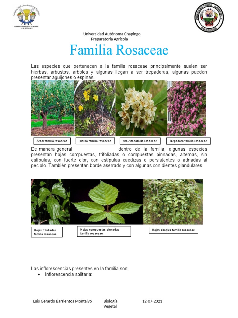 Características de la familia Rosaceae | PDF | Morfología Vegetal | Plantas
