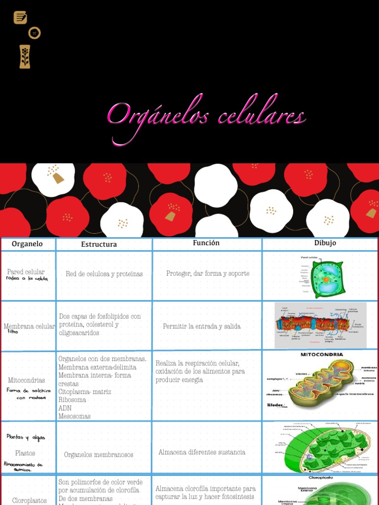Funciones y dibujos de organelos celulares | PDF | Citoplasma ...