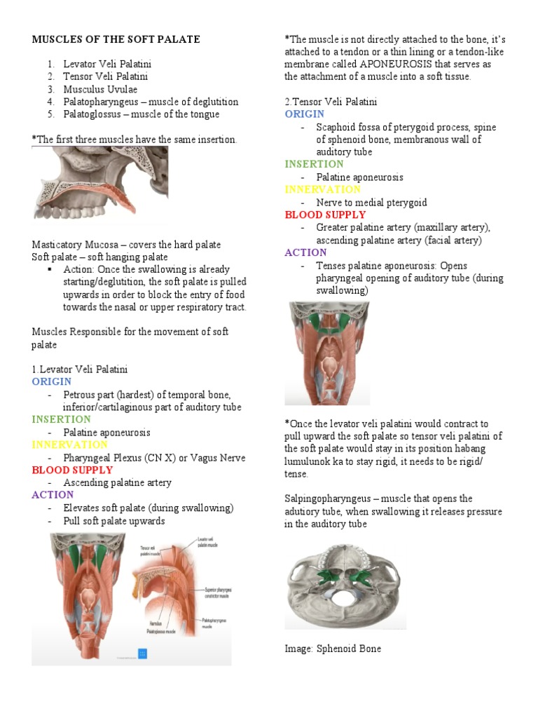 Muscles of The Soft Palate | PDF | Tongue | Morphology (Biology)