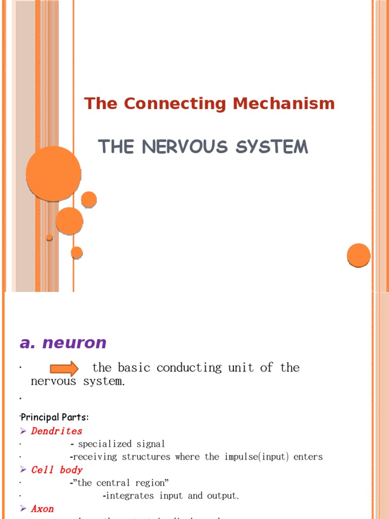 The Connecting Mechanism | PDF | Neuron | Stimulus (Physiology)