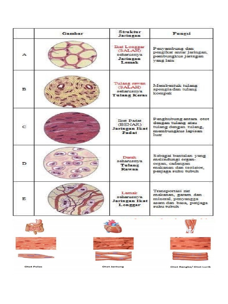 Jaringan Ikat Dan Otot 1 | PDF