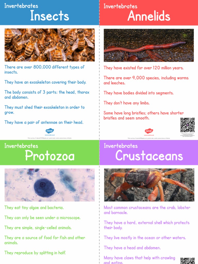 T2 S 668 Invertebrates Display Fact Cards Ver 3 | PDF
