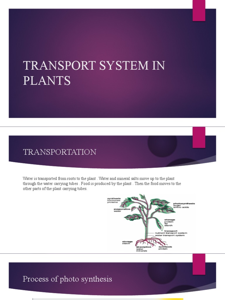Plant Transportation System Explained | PDF